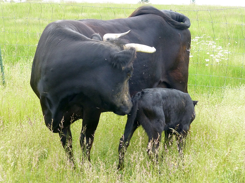 Rural Revolution: Ruby's calf