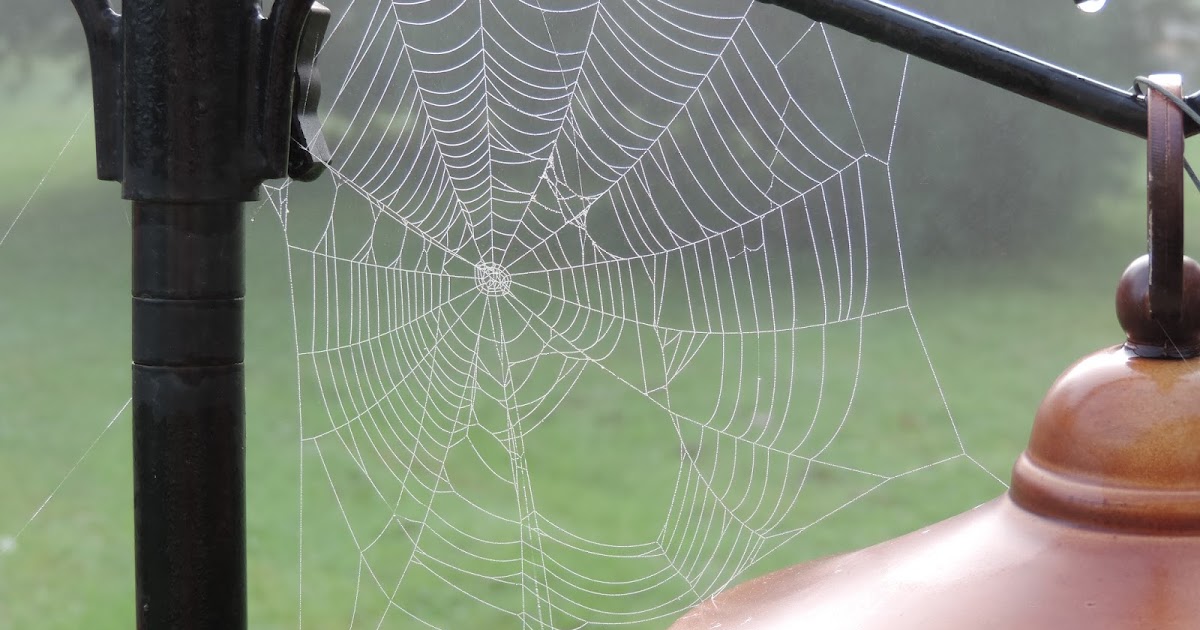 Cottontail Farm: Spiderwebs in the garden