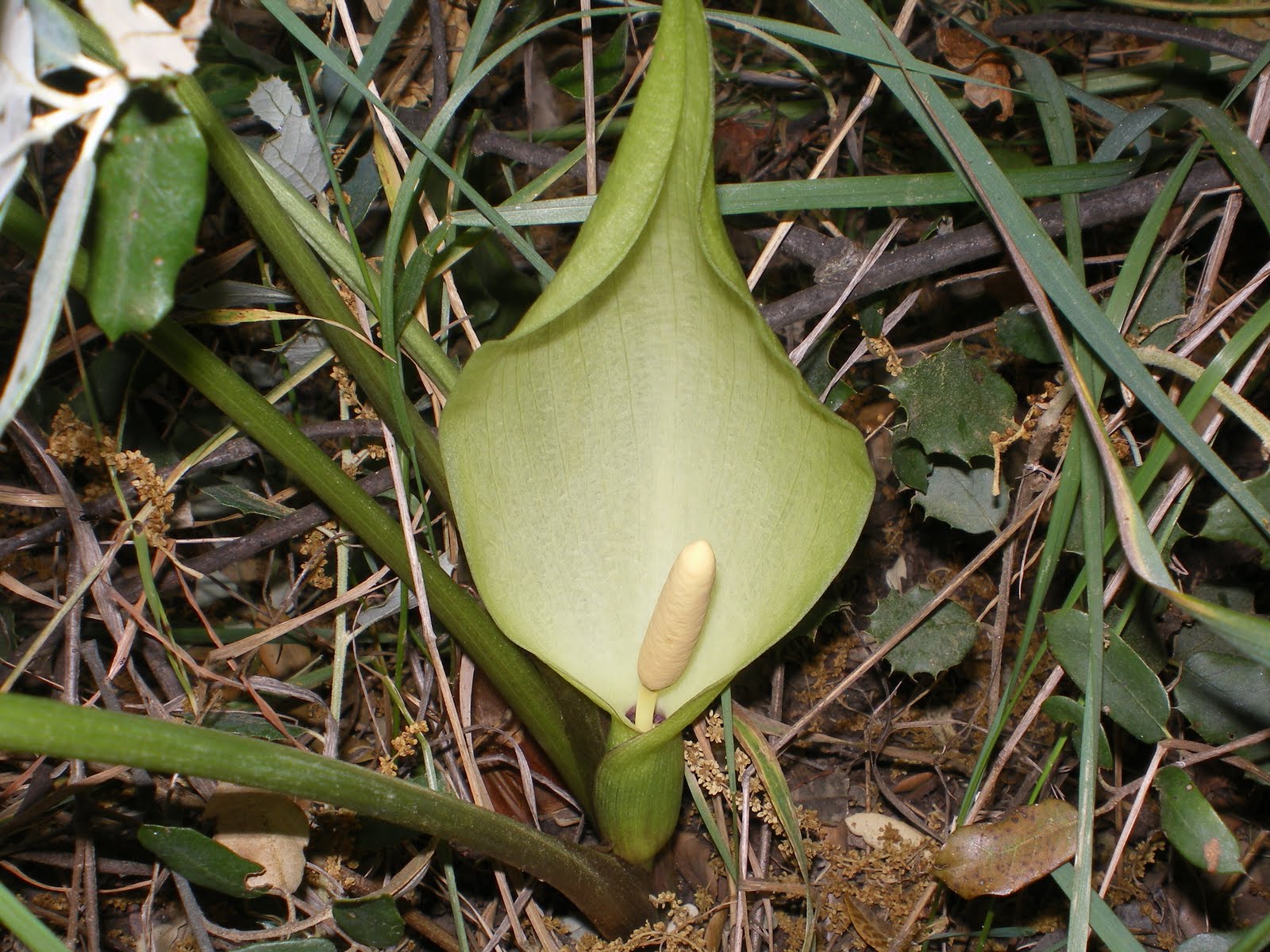 OTRAS FAMILIAS: ARÁCEAS