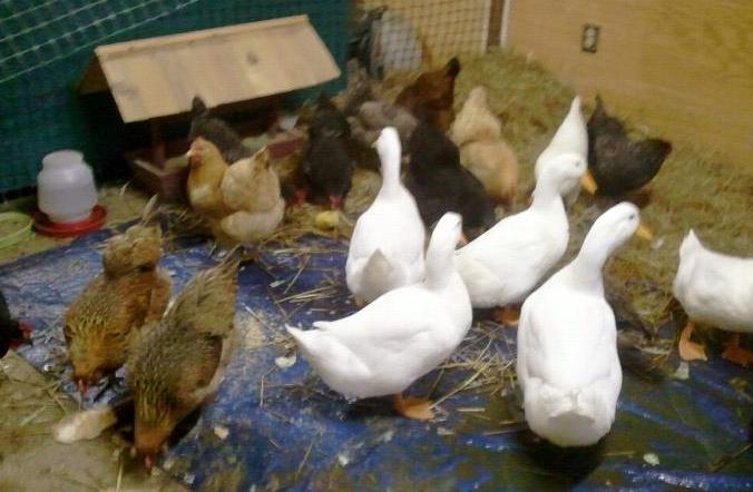 Hurricane and Storm Preparedness for Backyard Chickens - Fresh Eggs Daily®