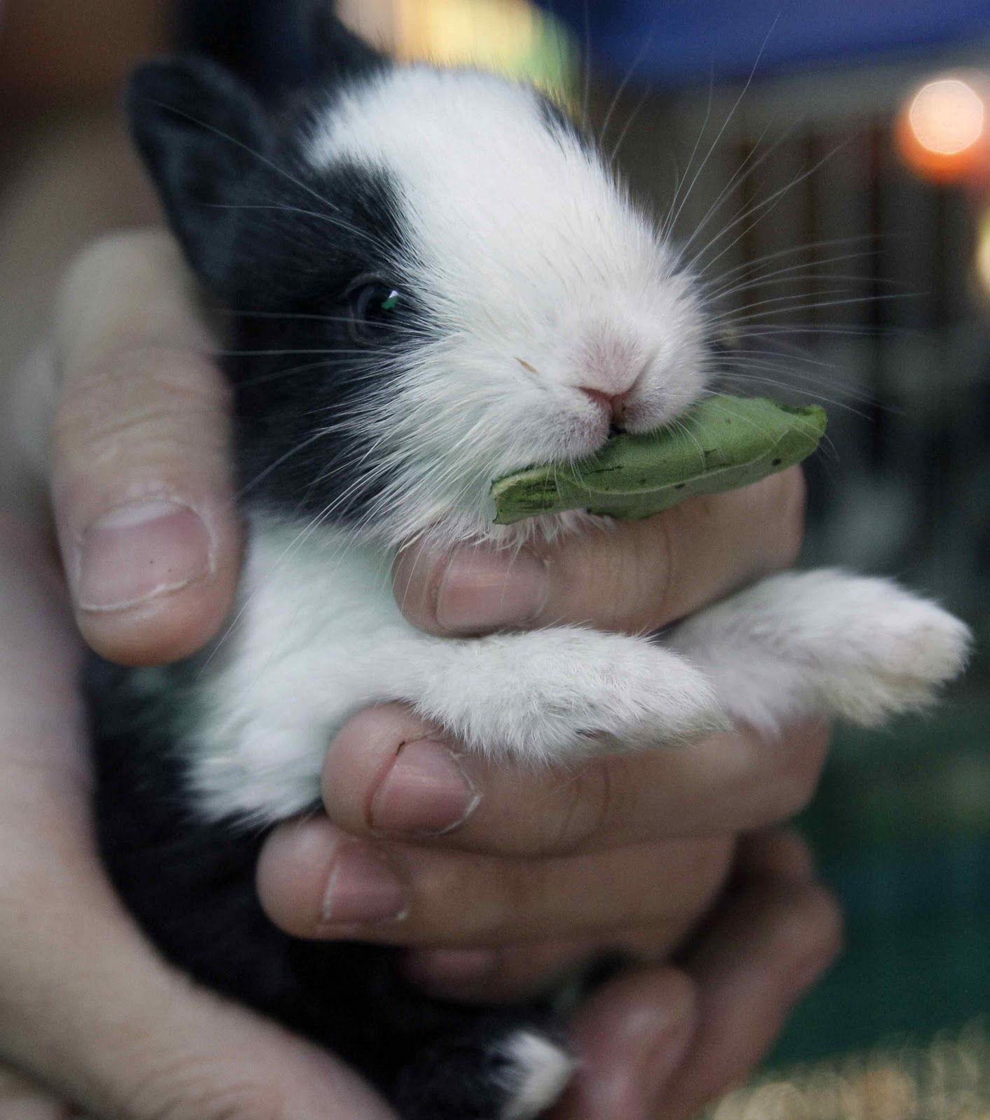 Life's A Beat: Rabbits, with the proper care, make wonderful pets