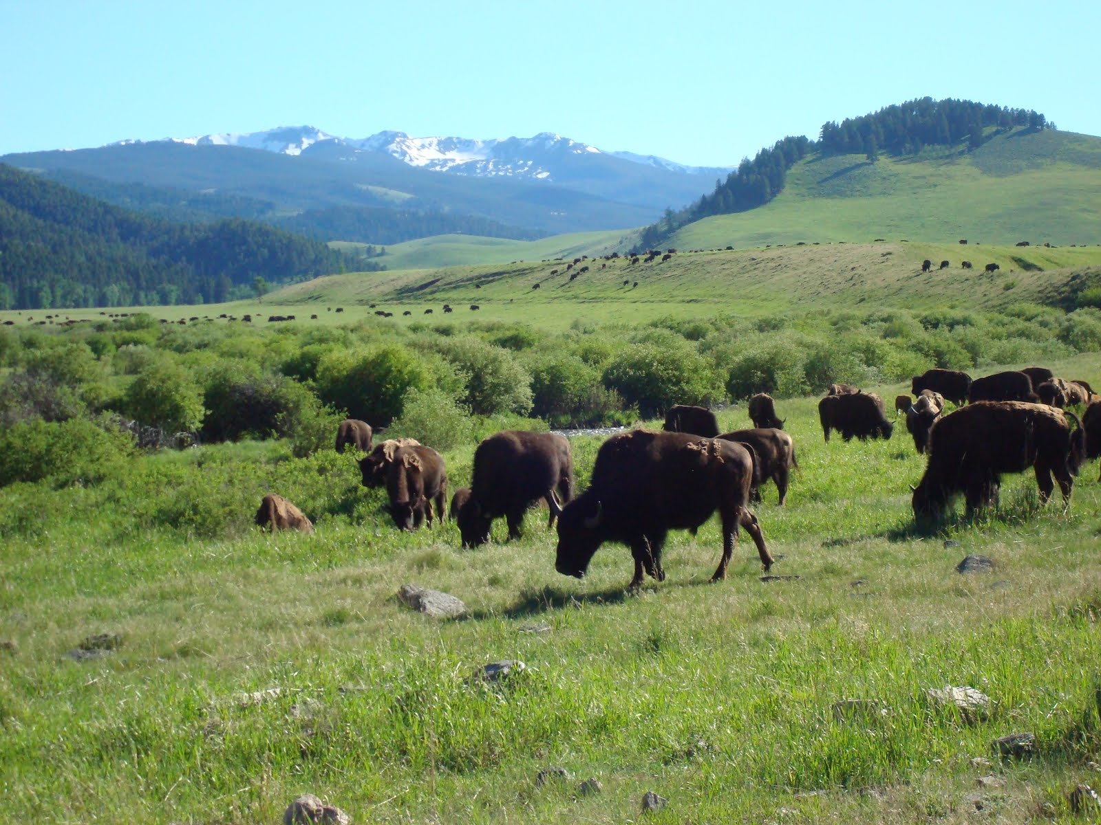 troutbirder: Flying D Ranch