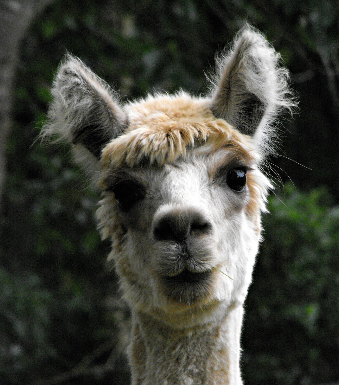 Happy Ramblings: A romp with a herd of alpacas and a power failure