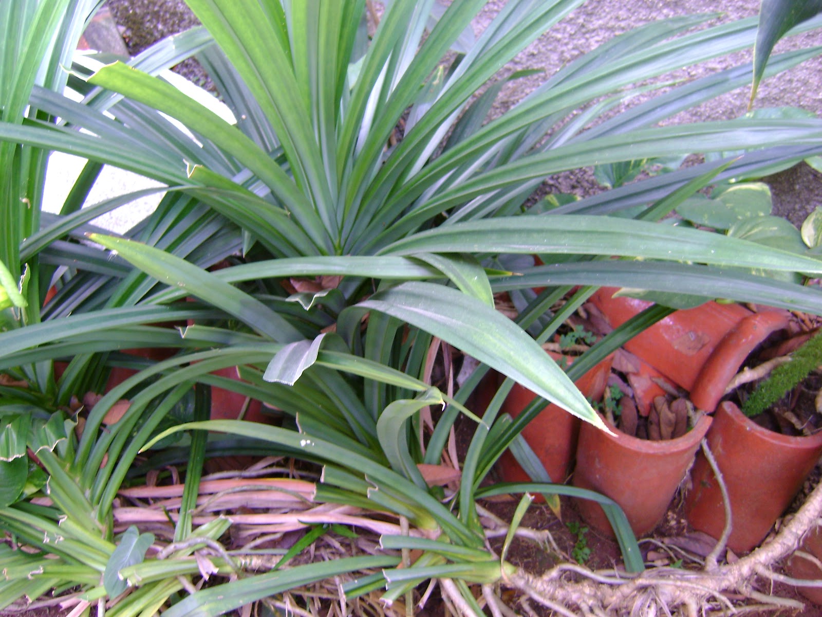 Cerita Kuliner Indonesia: Daun Pandan