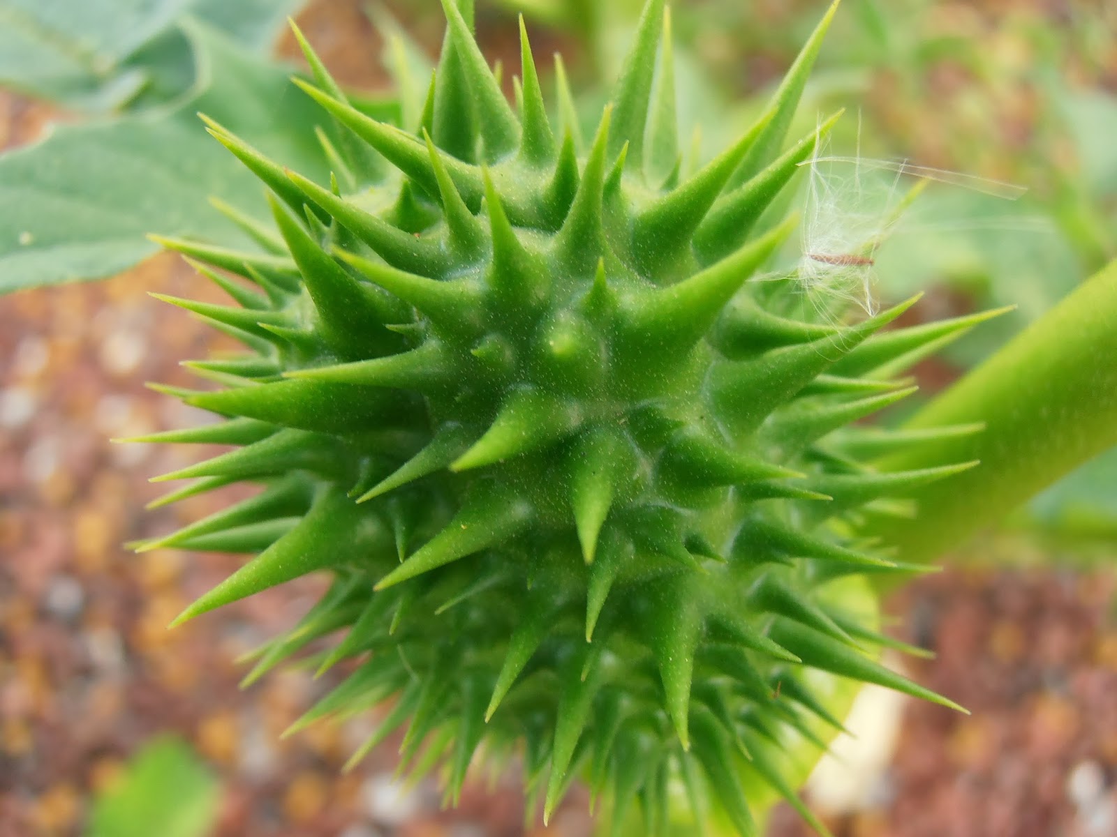 ESTRAMONIO: Datura stramonium | Plantas rioMoros