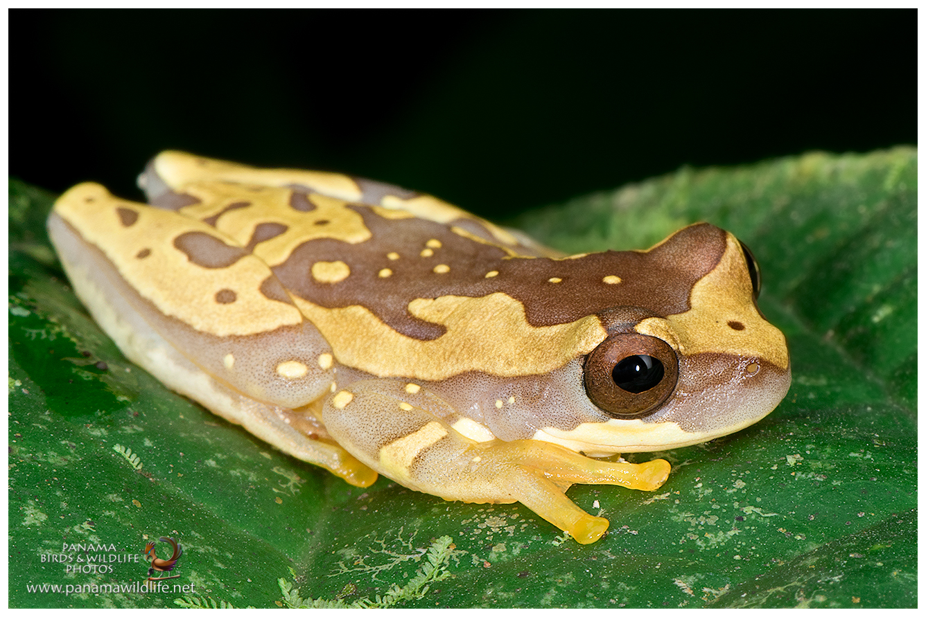 Nocturnal Macro-Adventure - Featured species: Hourglass Treefrog ...