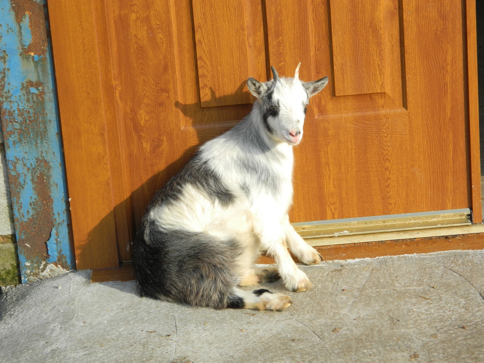 Monday 30/01/12 'Goat' (30/366) | Red Rose Mummy