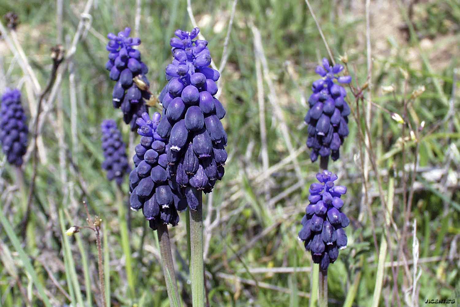 Las flores silvestres de Hormaza: Muscari neglectum