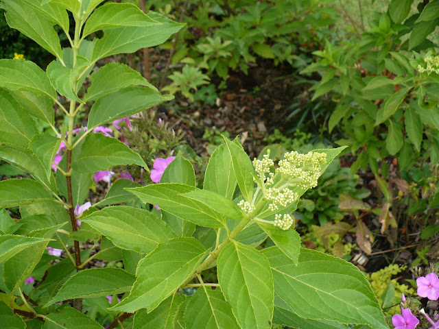 Hydrangea, Hortensja: Hydrangea paniculata (Hortensja bukietowa) 'Papillon'