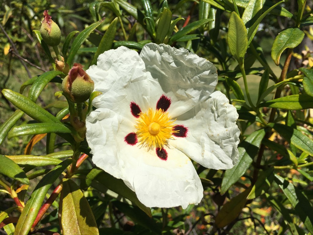 DIVAGAR SOBRE TUDO UM POUCO - Poemas, Flores, Pinturas, Férias: Flores ...