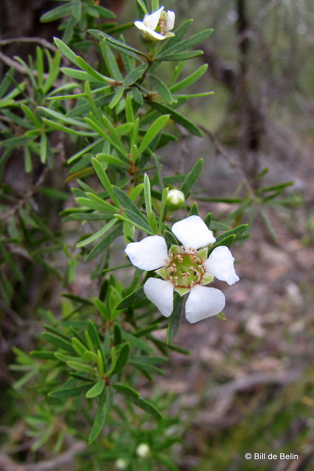 Sydney's Wildflowers and Native Plants: Leptosperm um trinervium ...