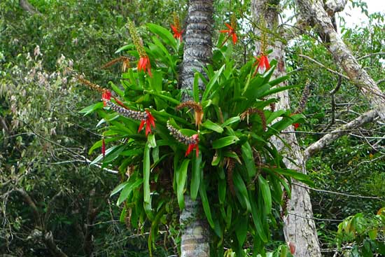 Gardening South Florida Style: Bromeliads in the Garden