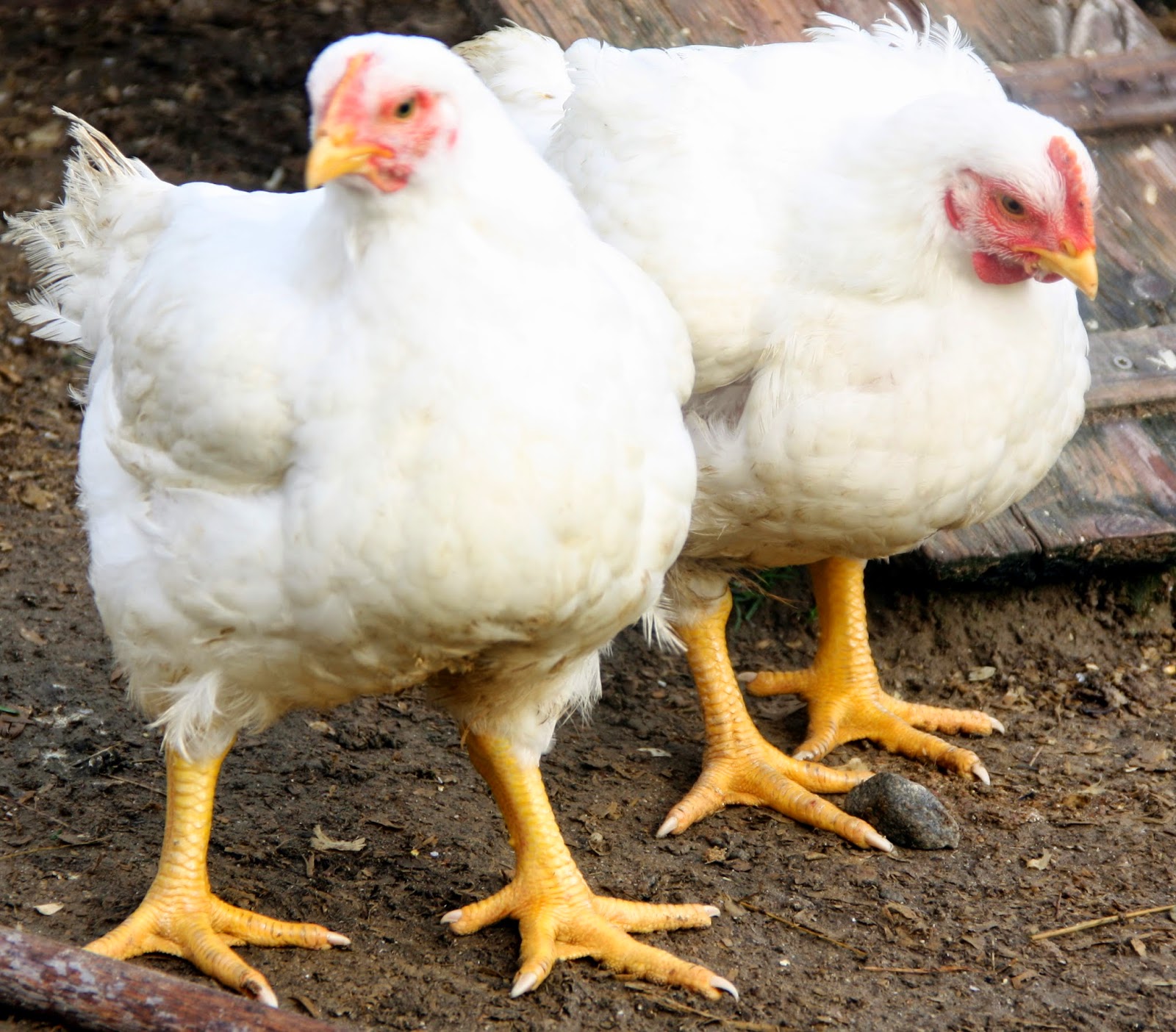 FairWinds...: Spring beginnings, (and a small poultry addiction...)