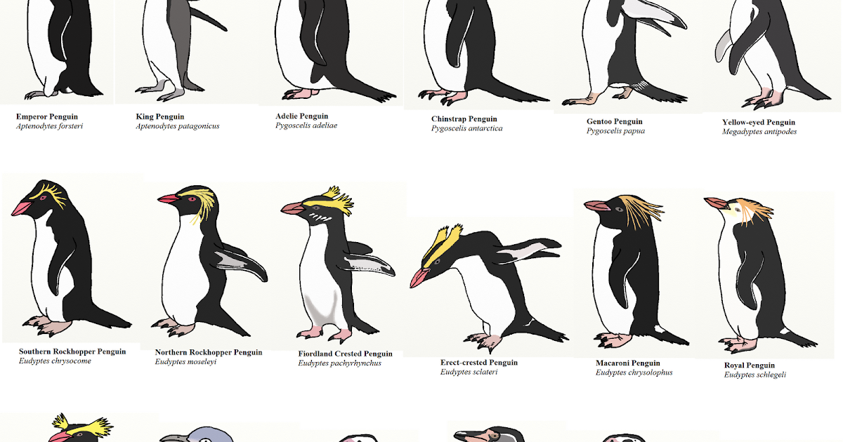 Which Are The Diverse Types of Penguins? - biographypedia
