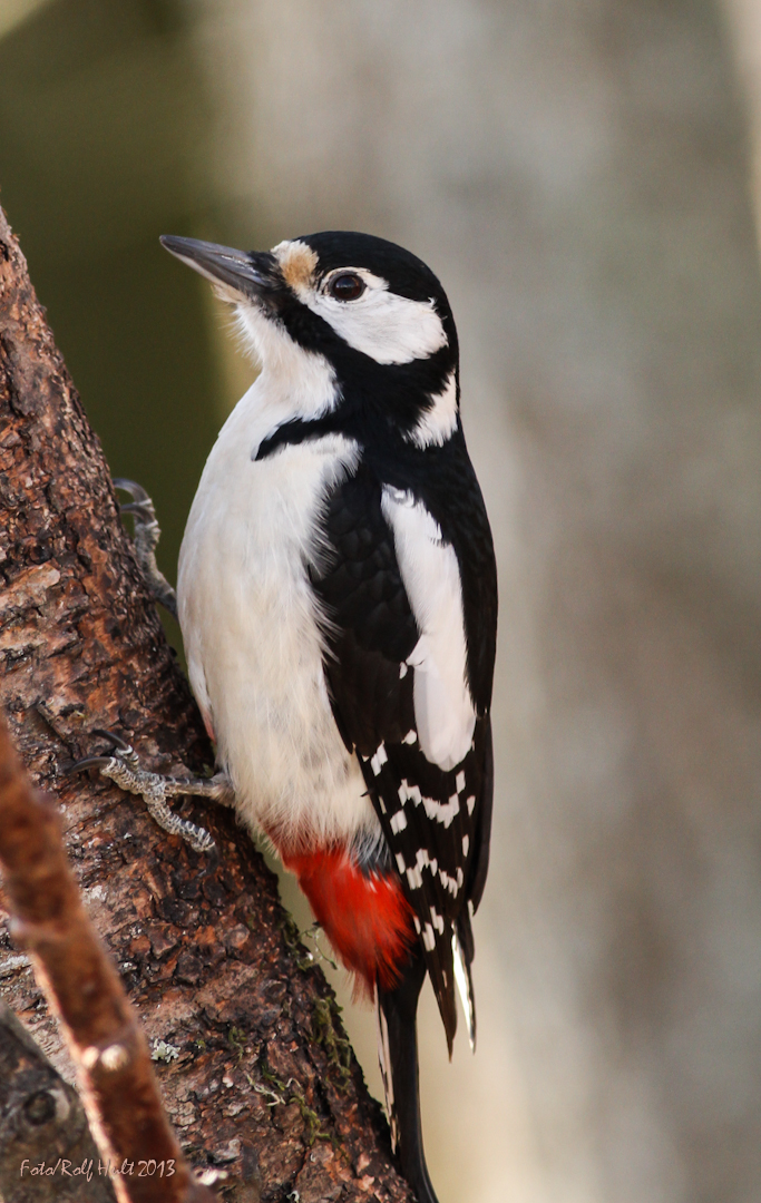 FotoHulten :-): Småfugler og grevling