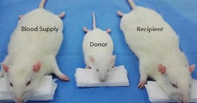 Transplantasi Kepala 9 Tikus Berhasil Dilakukan - Sains Box