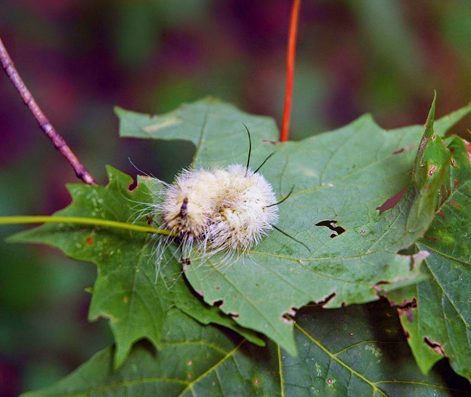 Field Biology in Southeastern Ohio: Autumn, Caterpillar Time