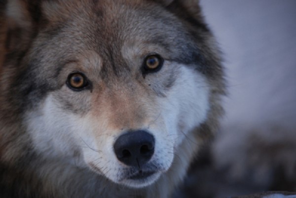 White Wolf : Thirty neglected arctic wolves rescued from Alaska (Video)