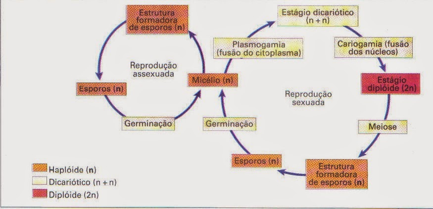 Biologia em foco!: Reino Fungi - Fungos