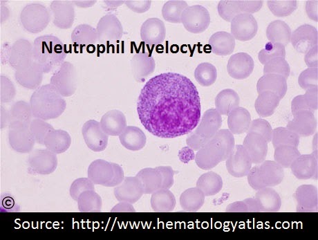 Lab Atlas: Neutrophil Myelocyte