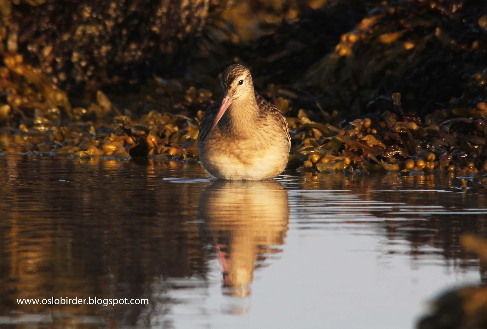 OSLO BIRDER: Bar-tailed Godwits