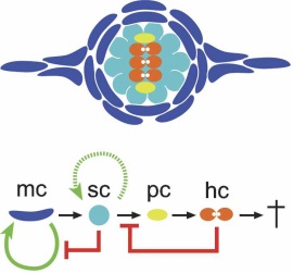 EL DESARROLLO DEL PEZ CEBRA: EL DESARROLLO DE LA LÍNEA LATERAL EN ...