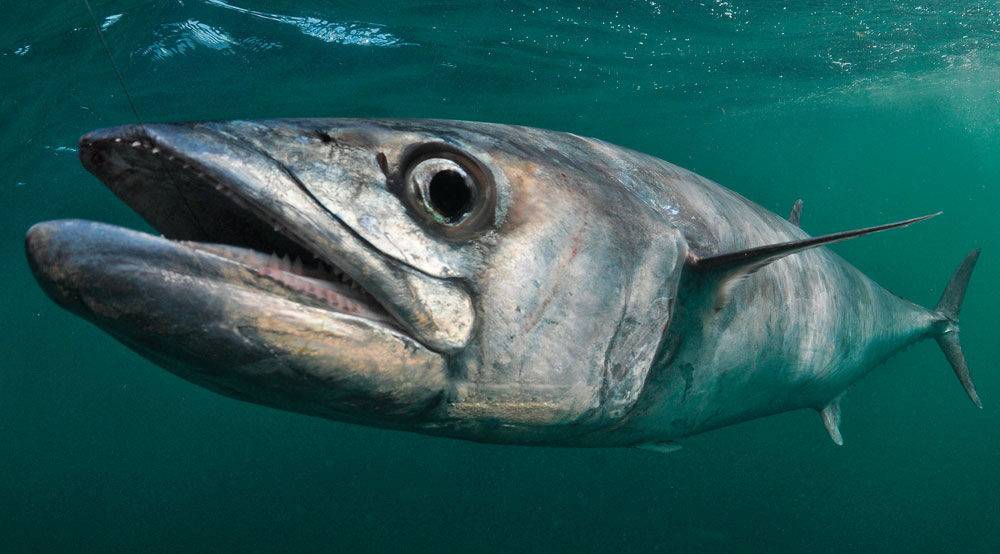 Price Of King Mackerel From Good Vendors Mackerel Fish Frozen Frozen