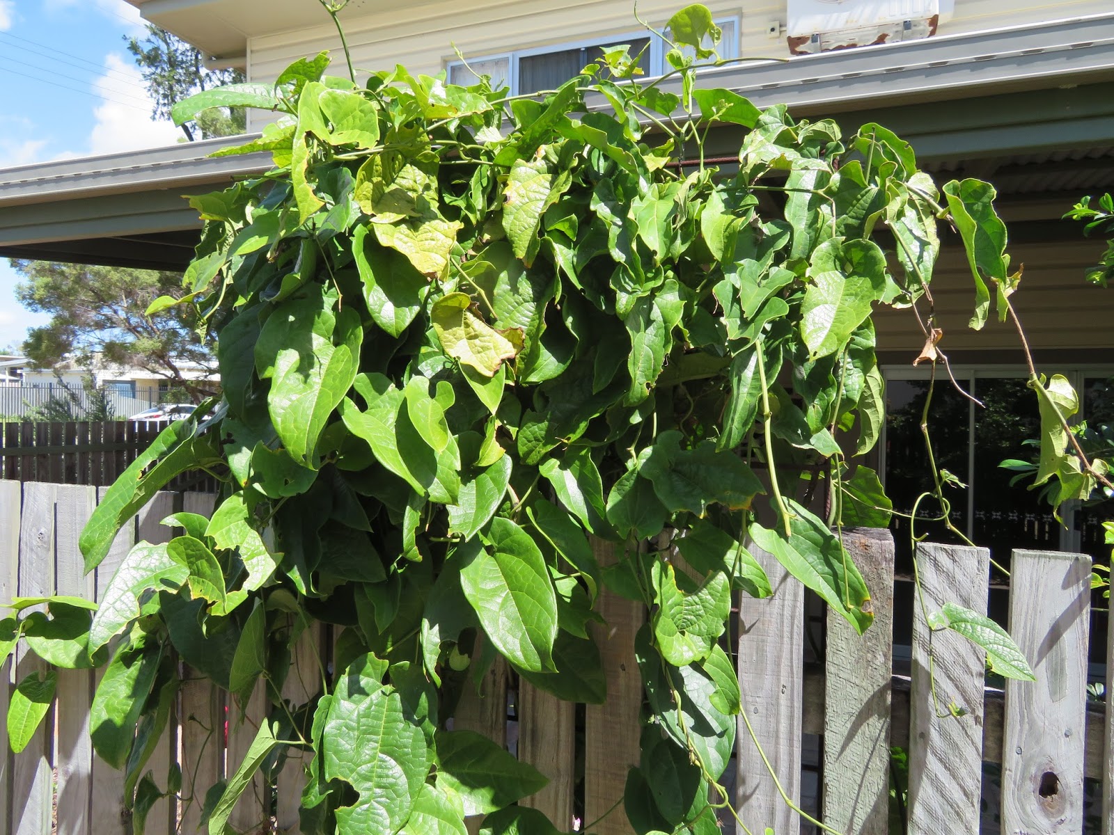 Toowoomba Field Naturalist: Birdwing Butterflies at Townsville