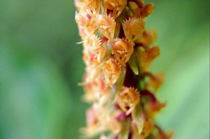 Malaxis Versicolor Orchid ~ ThundersCloud