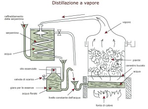 Bushcraft e medicina: I principi attivi delle piante