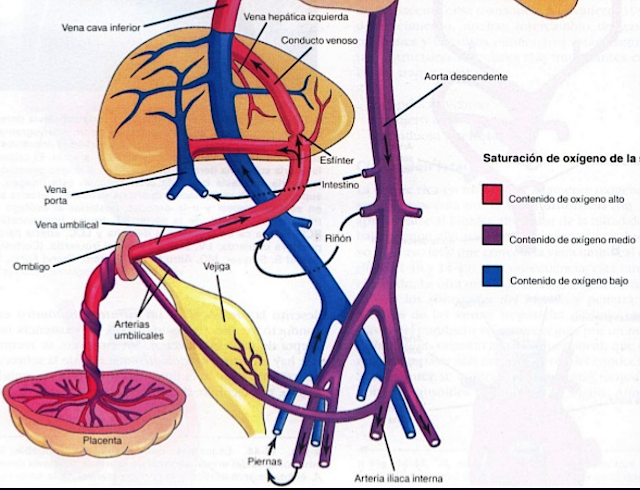 Ecografía en Atención Primaria: DE VASOS UMBILICALES Y LIGAMENTOS