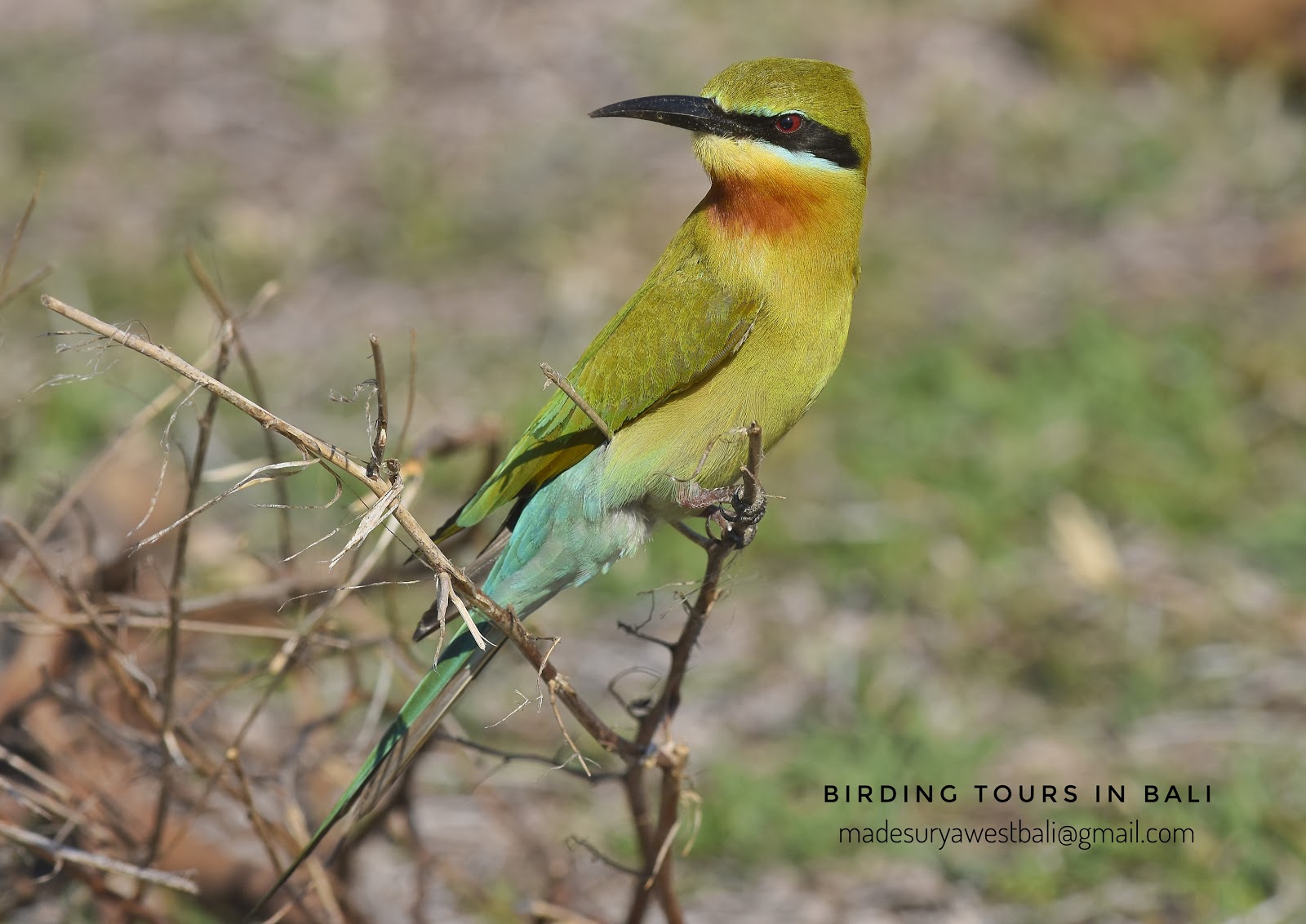 Birding Tours in Bali