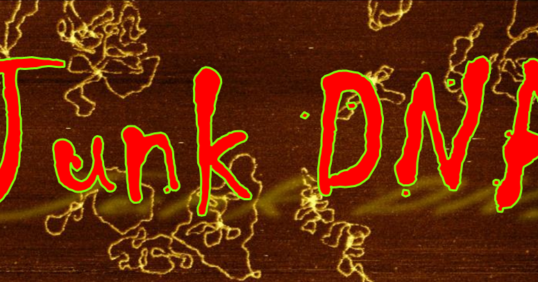 Junk DNA: Principle of recursive genome function and the 'junk' DNA