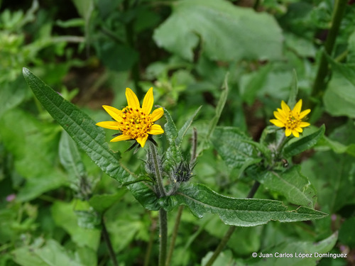 Maleza de Hoja ANCHA ~ Agronutrientes