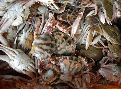 Crab Export from India - Mud Crab Exporters, Mud Crab Manufacturers ...