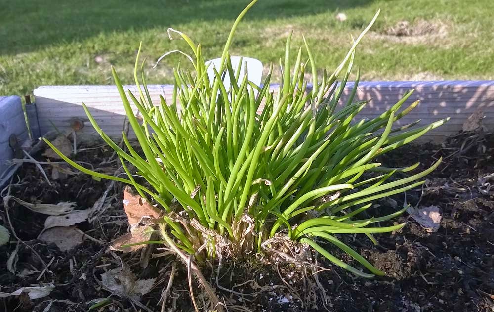 Lomalla puutarhassa: Vappuduunia puutarhassa ja ruukkukukkien hankintaa