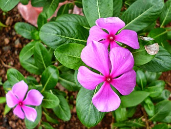 Catharanthus roseus-Rosy Periwinkle-Blue pearl Flowers-Minii mal | SL Flora