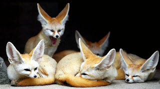 Stunning Photos: Fennec Fox - a small nocturnal animal that lives in ...