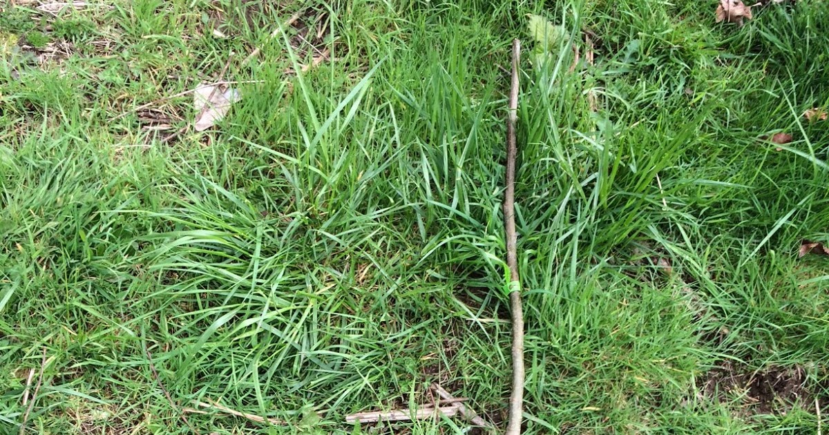 Daniel's Pacific NW Garden: Planting Two Grafted Chestnut Saplings. 4.4.17