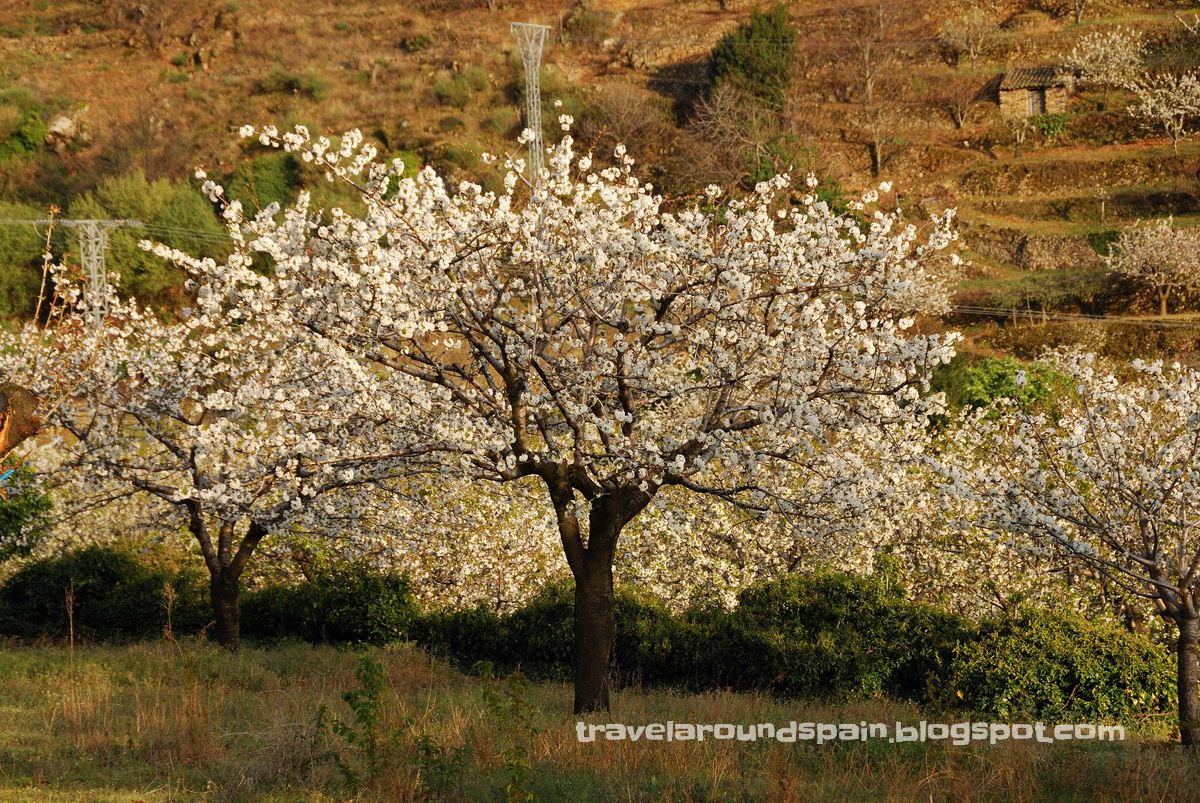 Travel around Spain: Jerte Valley, Sakura season comes to Spain