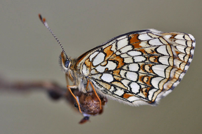 Limousin Photos Nature - Papillons et Chenilles: Melitaea diamina (La ...