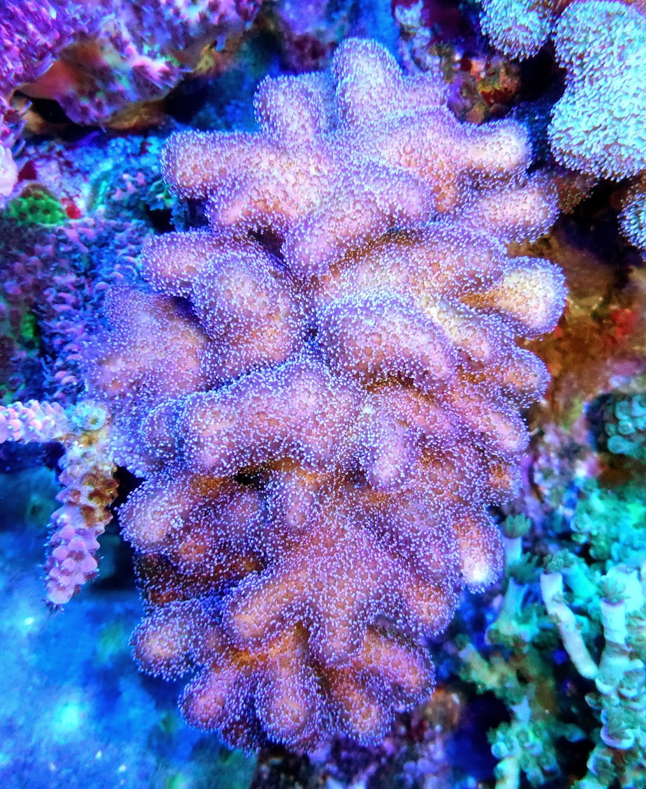Howard`s Reef: I really admire Stylophora Corals!