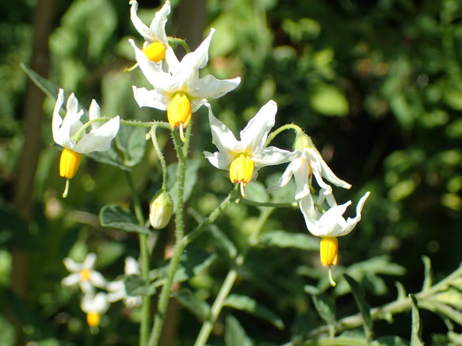 Scirpidiella's Plants: Wild potato species (Solanum sect. Petota) - part II