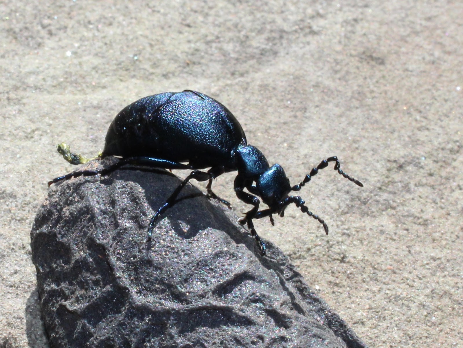 Dispatches from Can of Duck: Insect Appreciation: The Oil Beetle