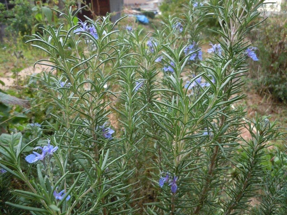 Bán Cây Hương Thảo Rosemary tại Hà Nội