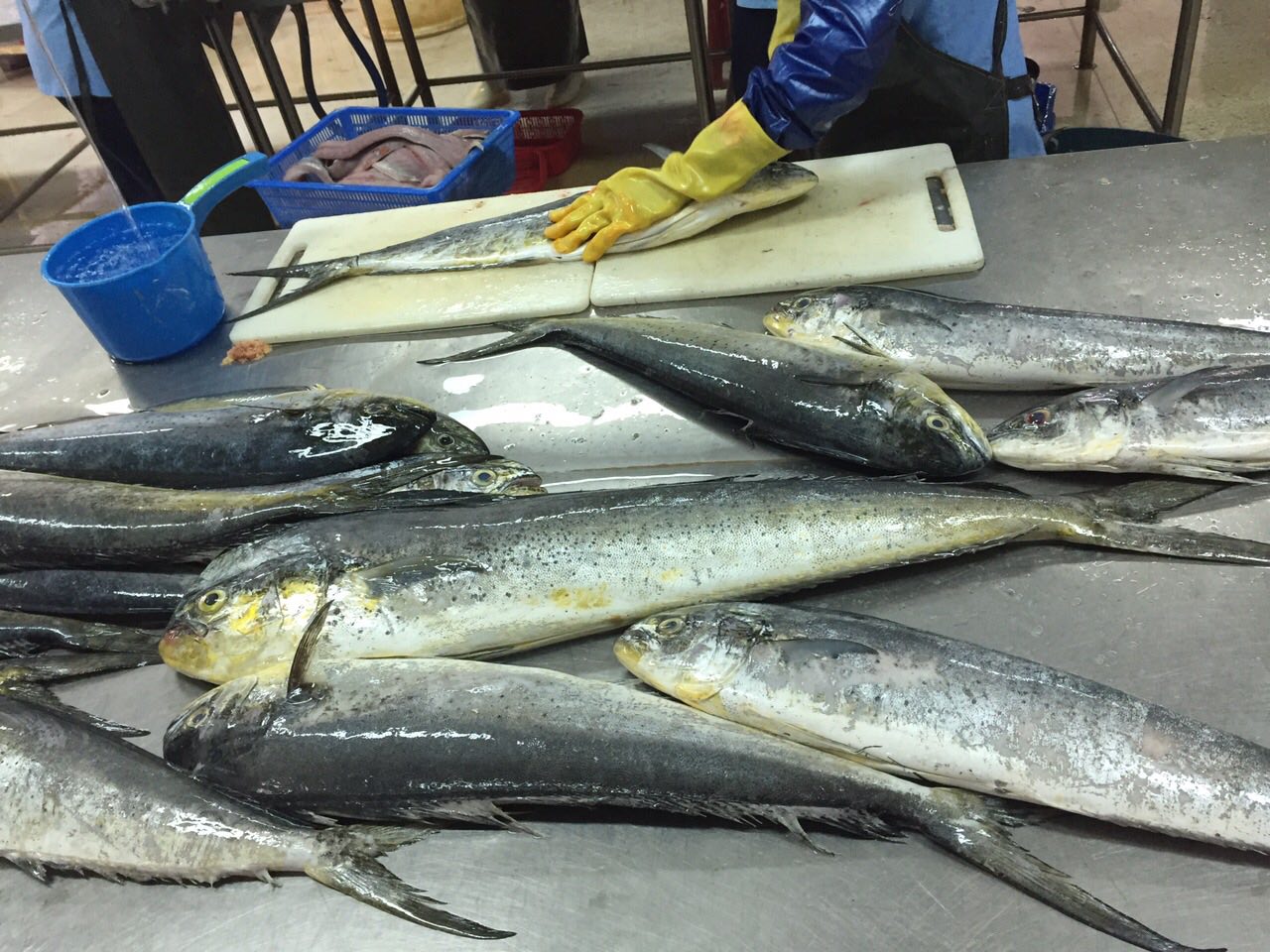 SEAFISH & RIVERFISH & SEAFOOD - FOREVER GREEN FOOD - FOREVER GREEN FOOD ...