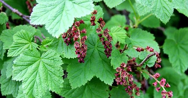 ARTE Y JARDINERÍA AGROCULTURA SOSTENIBLE: Grosellero