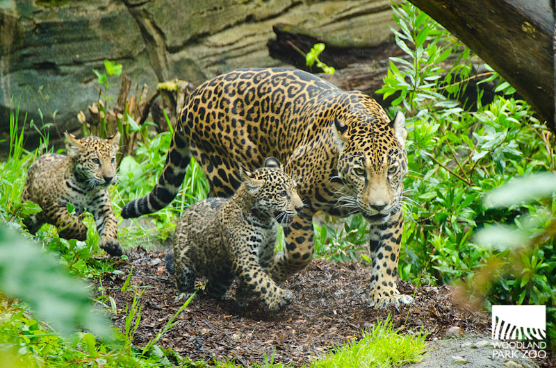 Jaguar cubs take first practice steps outside