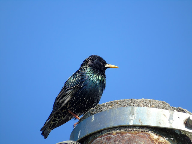 PASARI DIN ROMANIA: GRAUR (1), Sturnus vulgaris