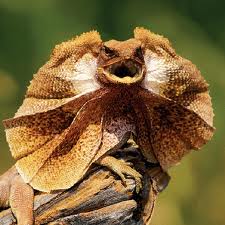 LA NATURALEZA EN CASA: Clamidosaurio de king (Chlamydosaurus kingii)